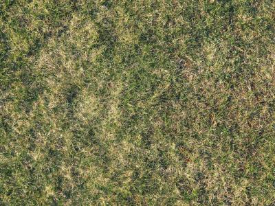 Die 7 häufigsten Gründe für gelbe Flecken im Rasen - Profi-rasen.de